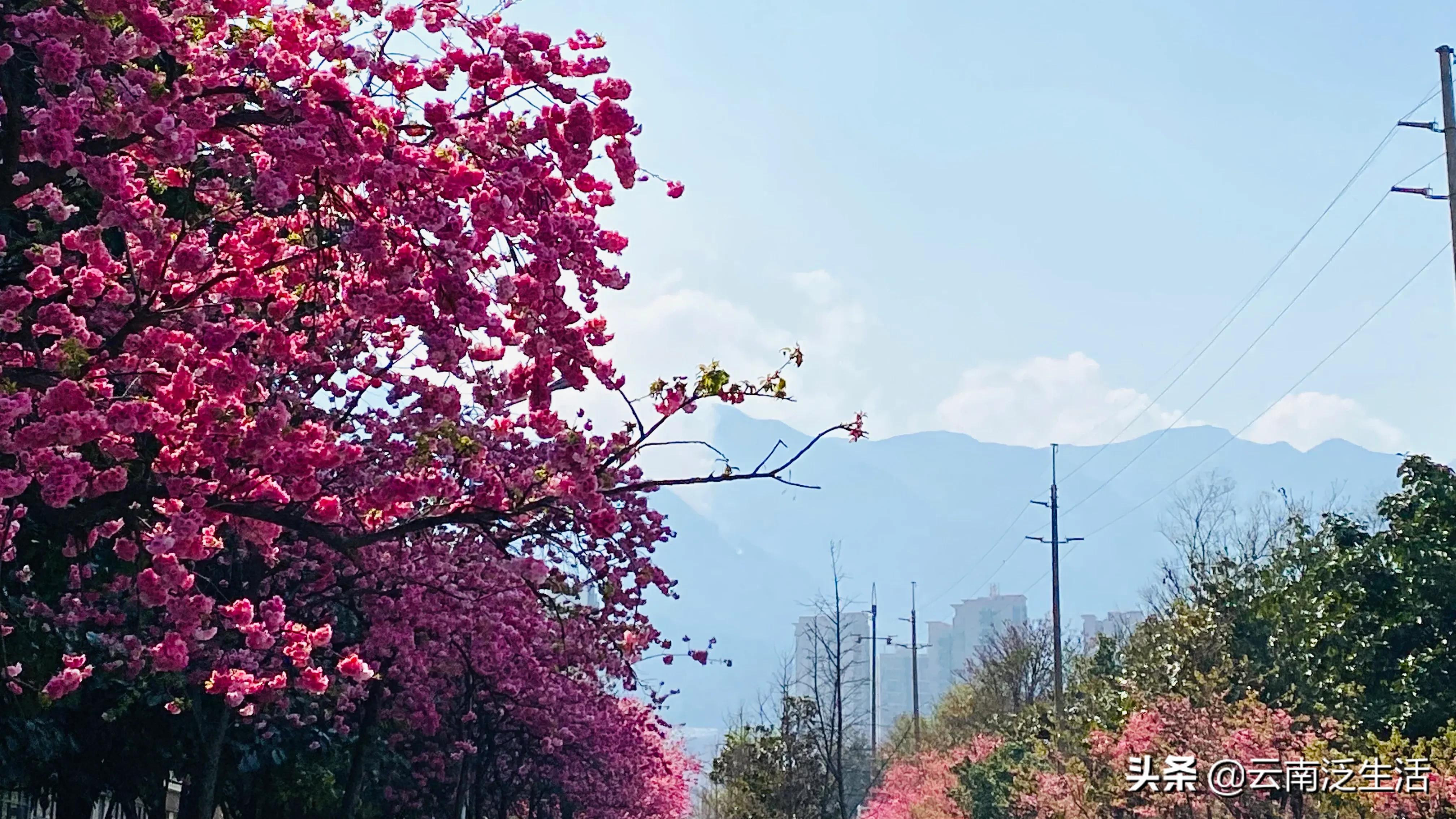 Miss and sister Yunnan flowers in a thousand manners - iNEWS