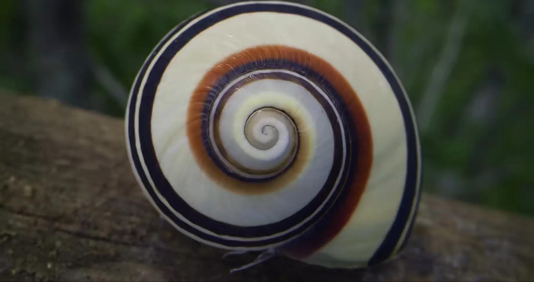 Have you seen colorful snails? - iNEWS