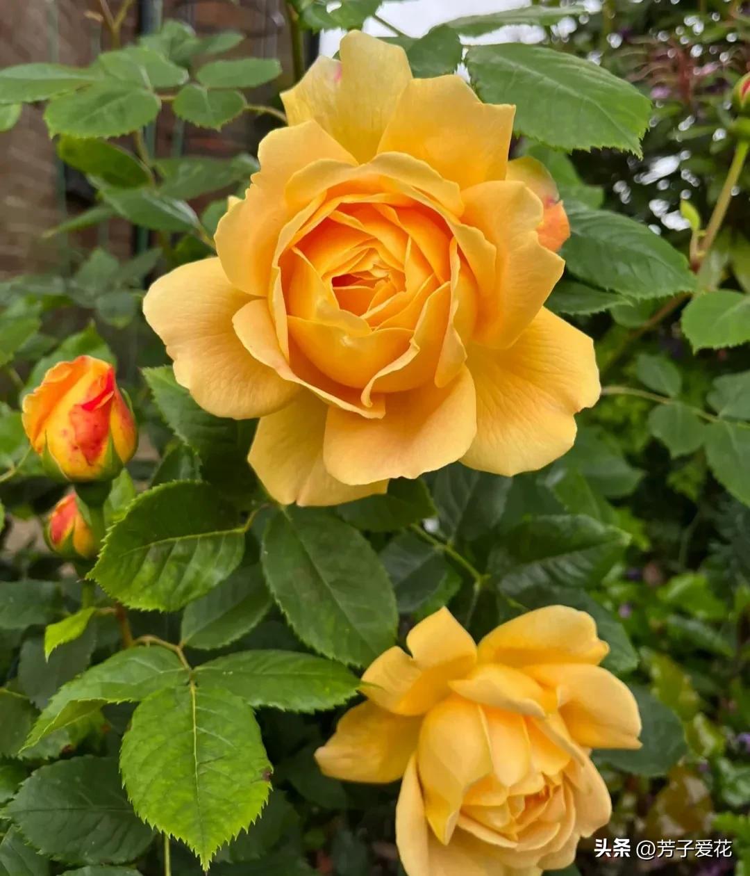 List of bright and vibrant yellow rose varieties - iNEWS