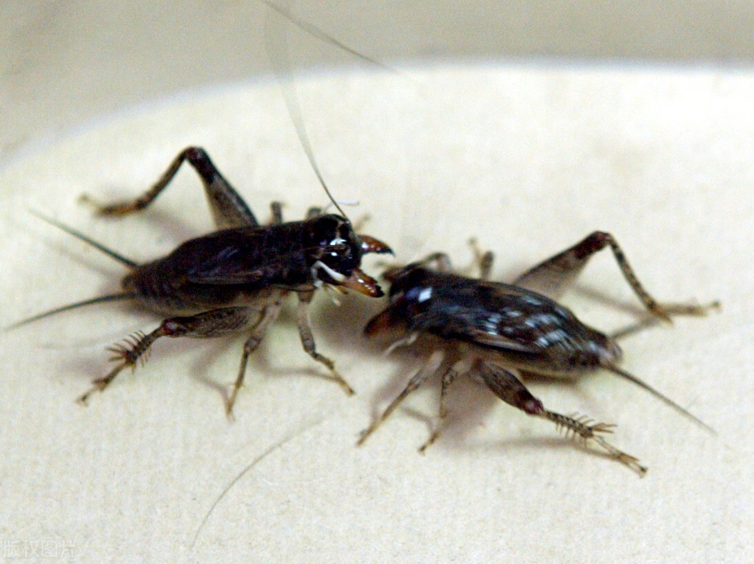 The emperor cricket: He was destined to be an emperor when he was born ...