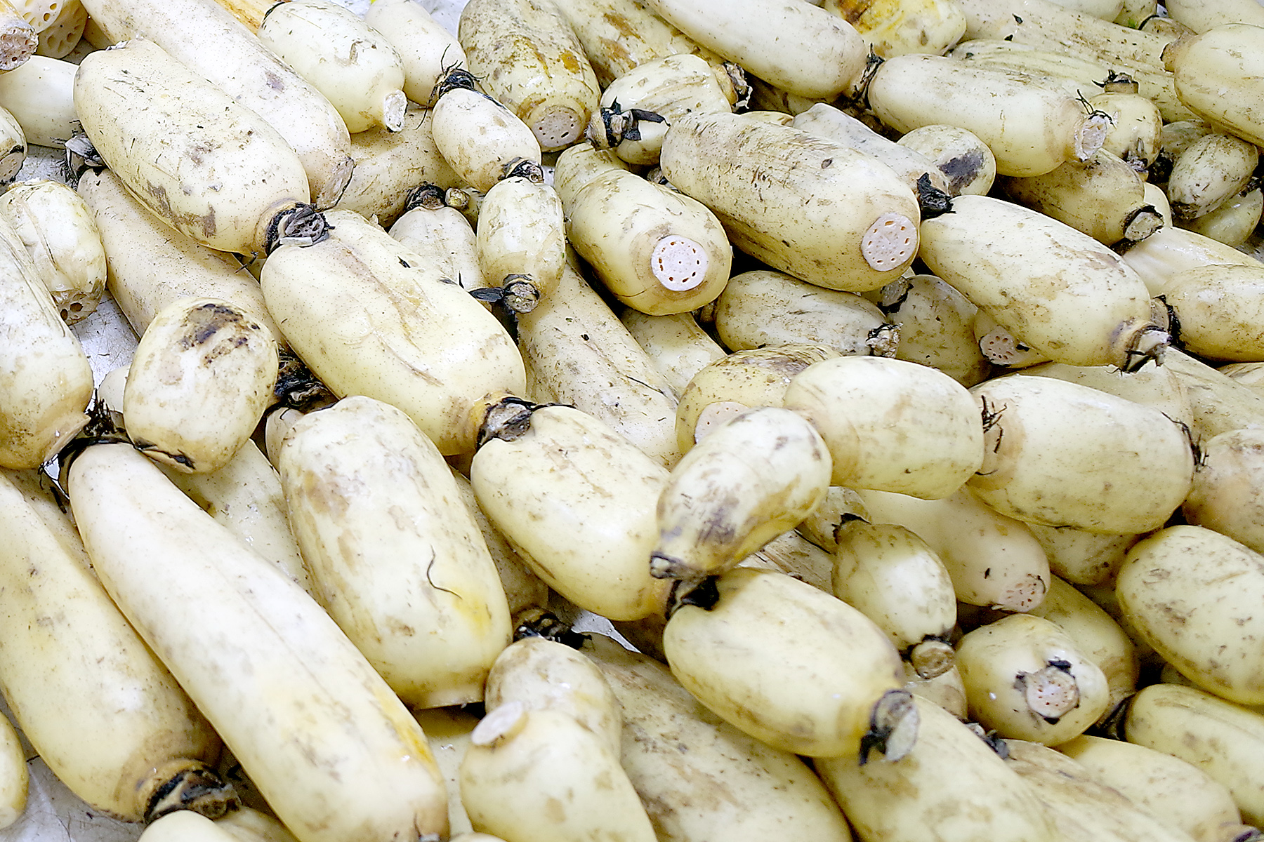 Goose Feather and Lotus Root - iNEWS