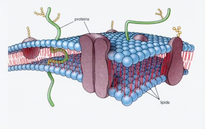 NINJ1 protein aggregates to form fiber bundles that promote plasma ...