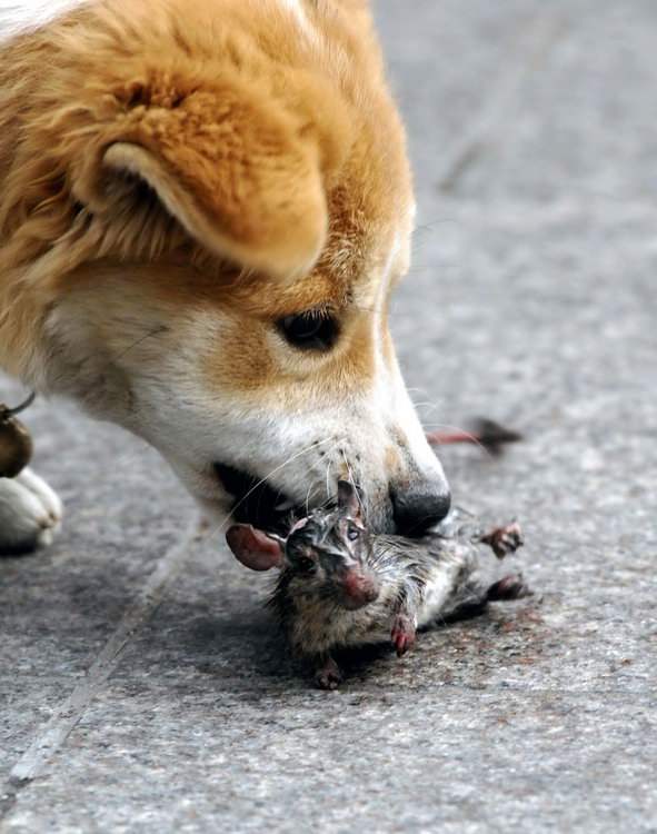 Dog and mouse confrontation, is it nosy for a dog to take a mouse? - iNEWS