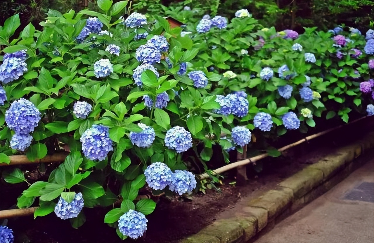 Tell you the "method" of hydrangea maintenance, and open it into a "big ...