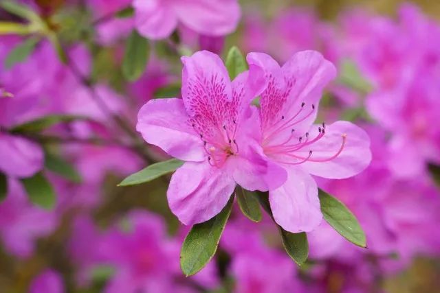 The Rhododendron's Story: From Myth to Science How It Became a Symbol ...