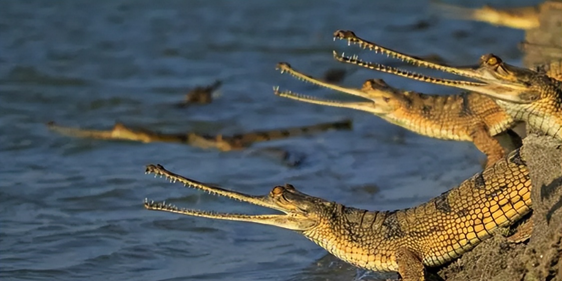 Explore the fantasy world of crocodile: Guardian of the underwater king ...