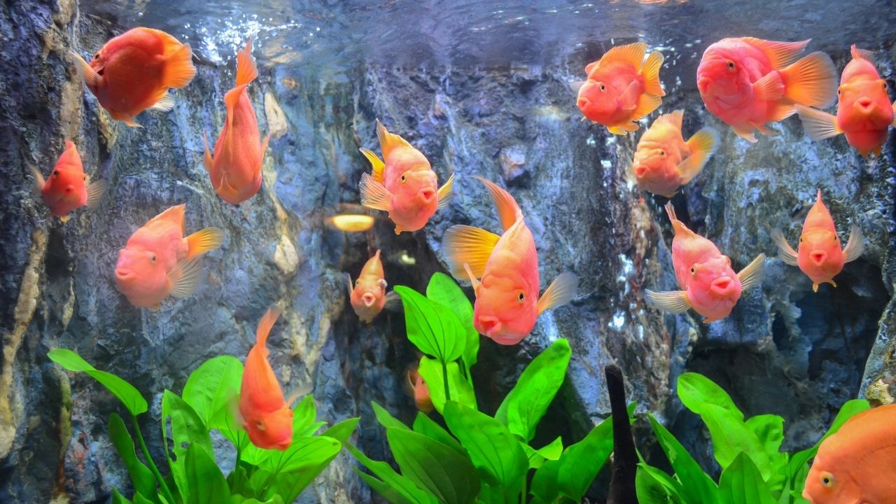 Nitrogen cycle in a fish tank-the relationship between ammonia nitrogen ...