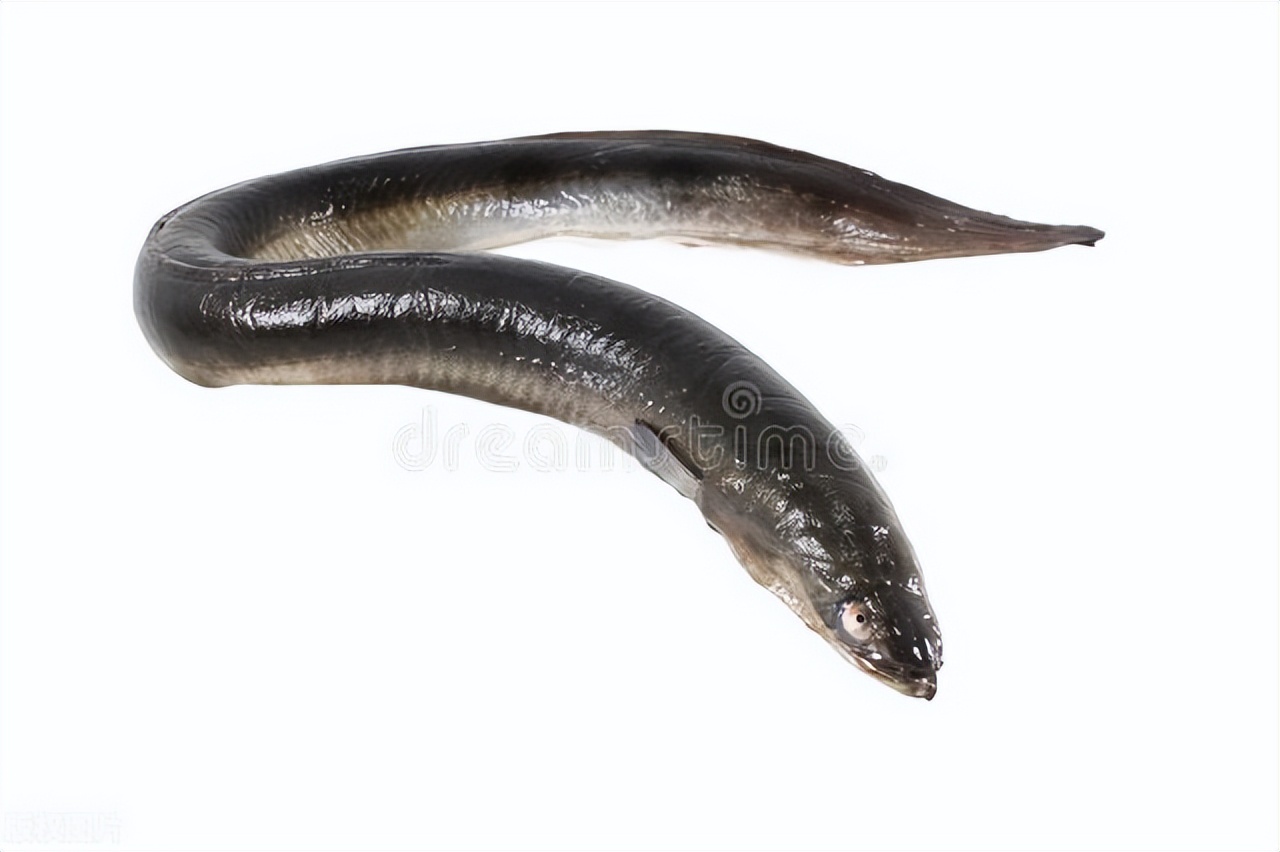 A special summer menu with octopus feet and unagi rice! - iNEWS