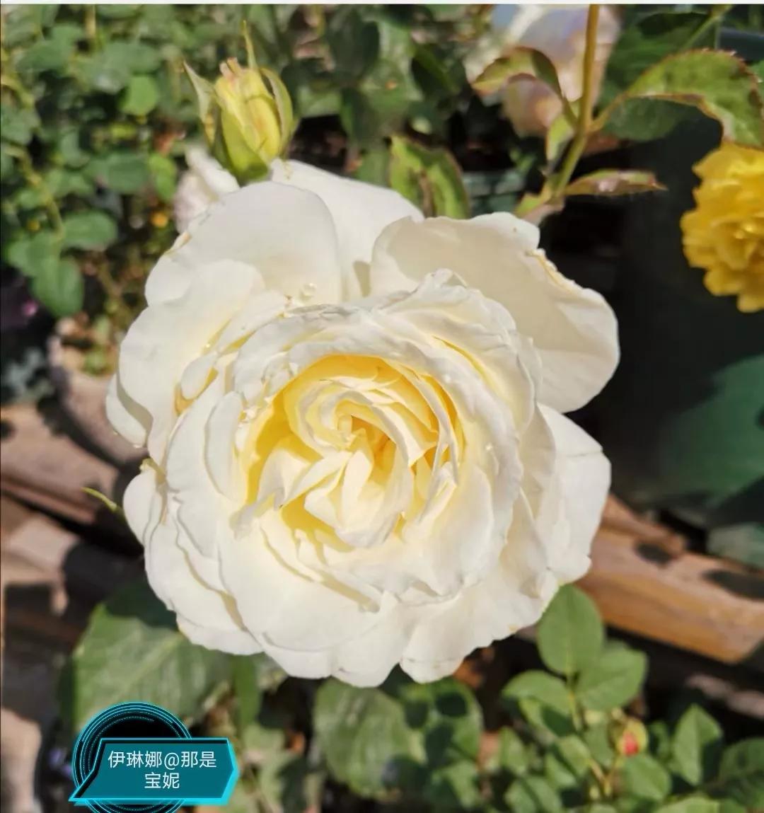 My Favorite Rose Varieties Over the Years - iNEWS
