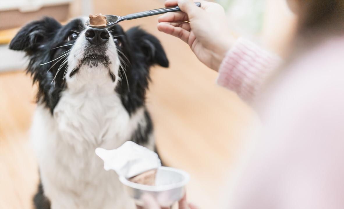 5 Benefits of Raising Border Shepherds - iNEWS