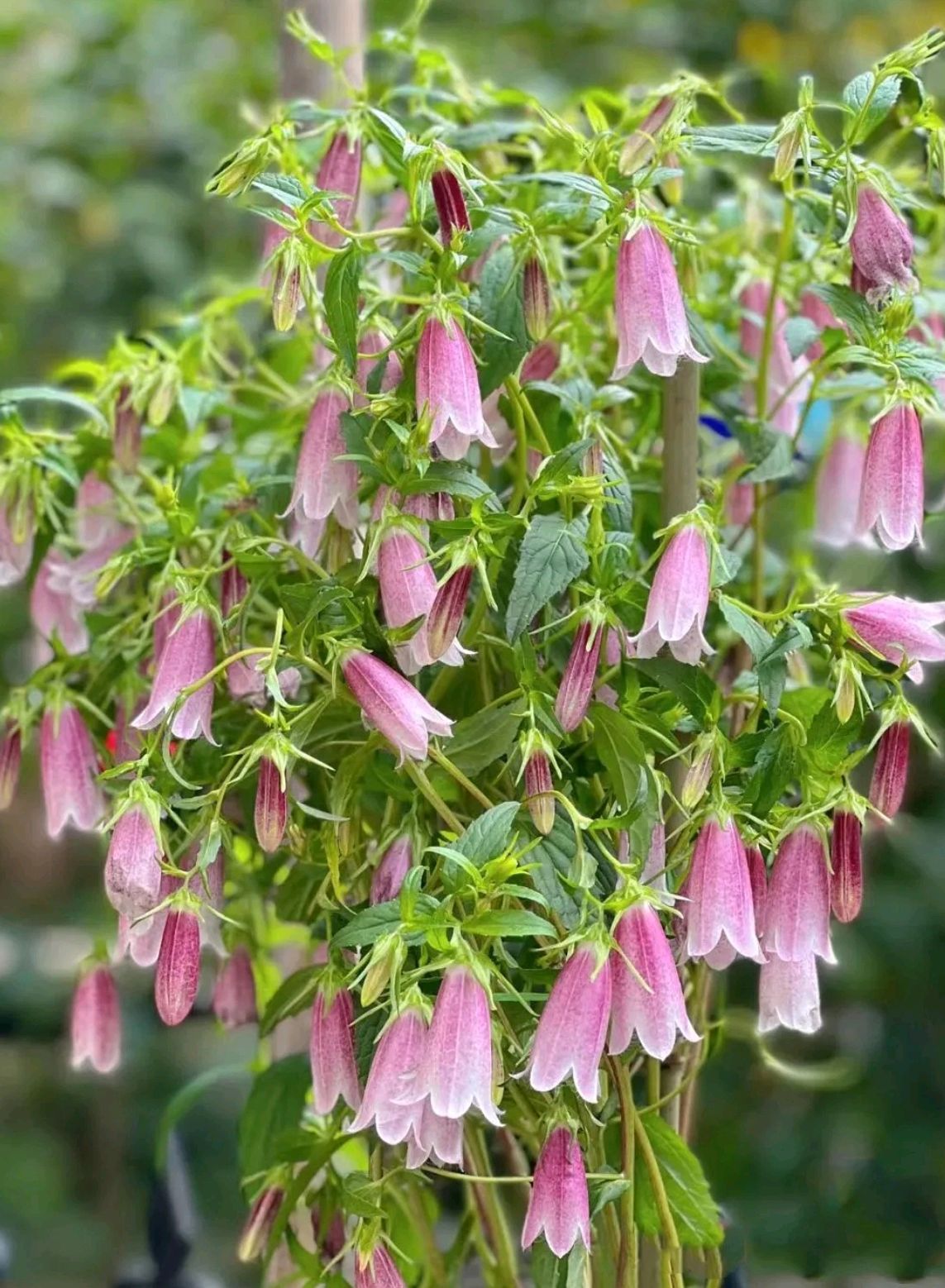 Amway is cold-resistant and heat-resistant, a perfect internet ...