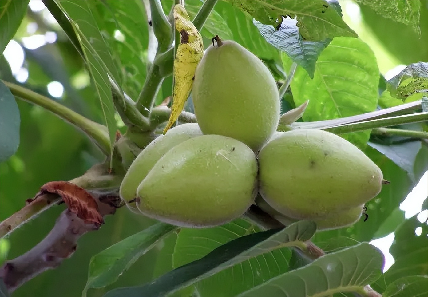 Share an anti-cancer Chinese medicine - pecan branches, clearing heat ...