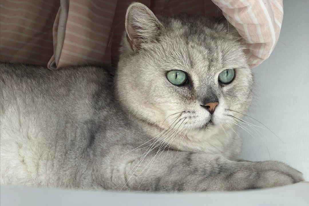 Novice cat raising strategy, so you don't waste money - iNEWS