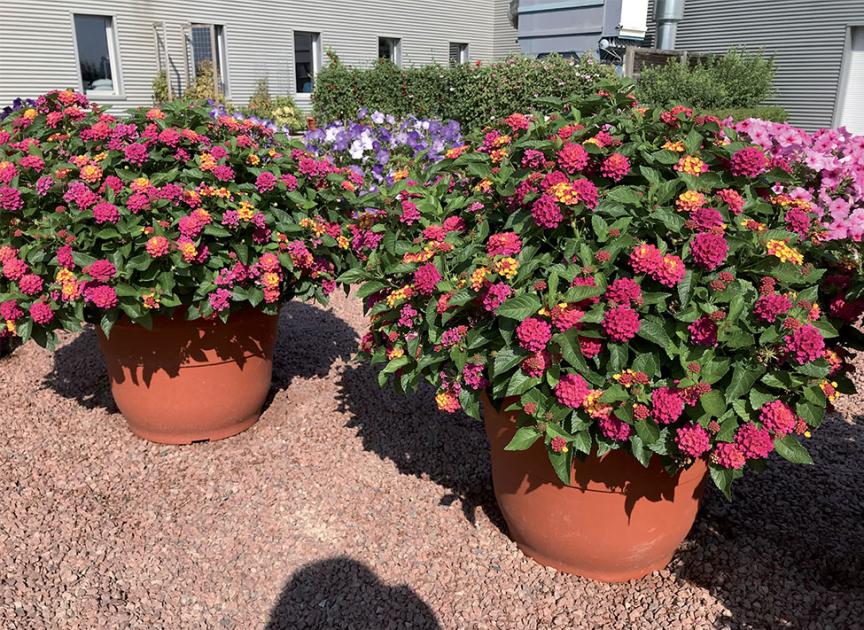 These plants are sun-resistant, heat-resistant and drought-resistant ...