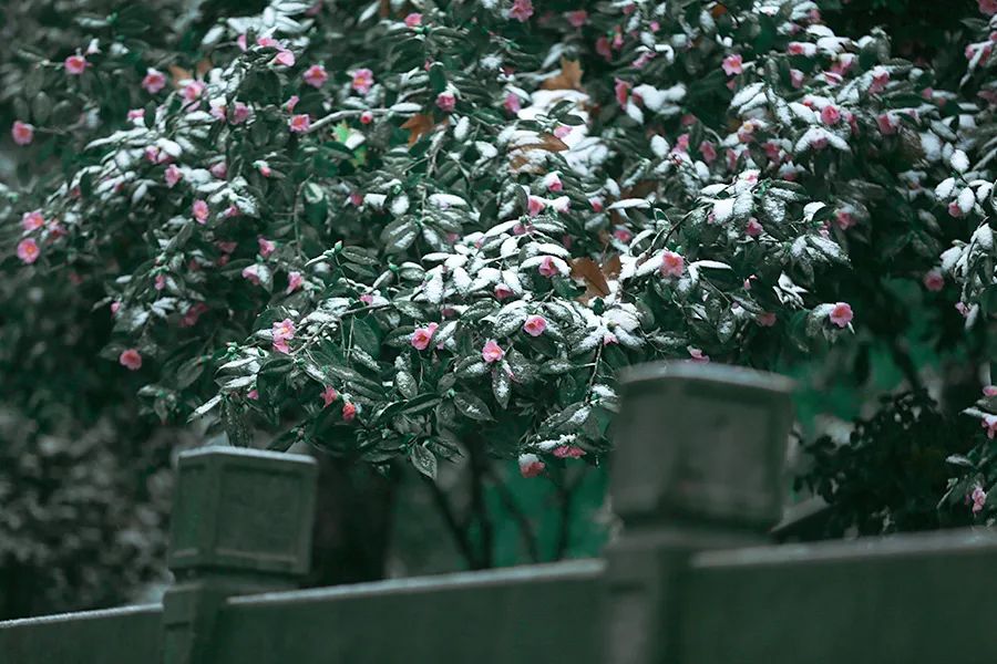 Plain and elegant, poetry to Qingping is the most moving - iNEWS