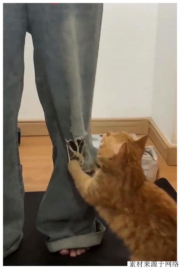 Cat owners are not suitable for wearing ripped pants. Netizens are ...