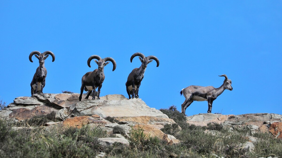 The blue sheep were forced to a dead end by the wolves and jumped off ...