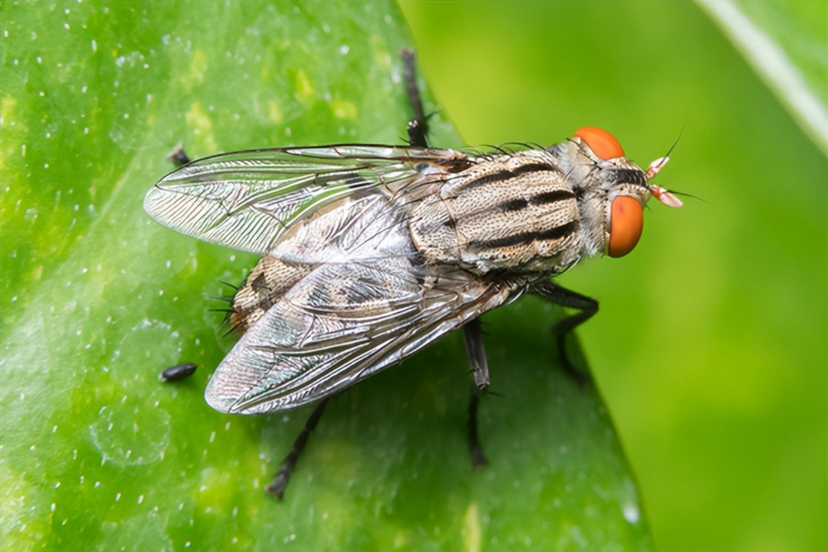 [Scientific Prevention and Control] 8 Tips for Fly Prevention and ...