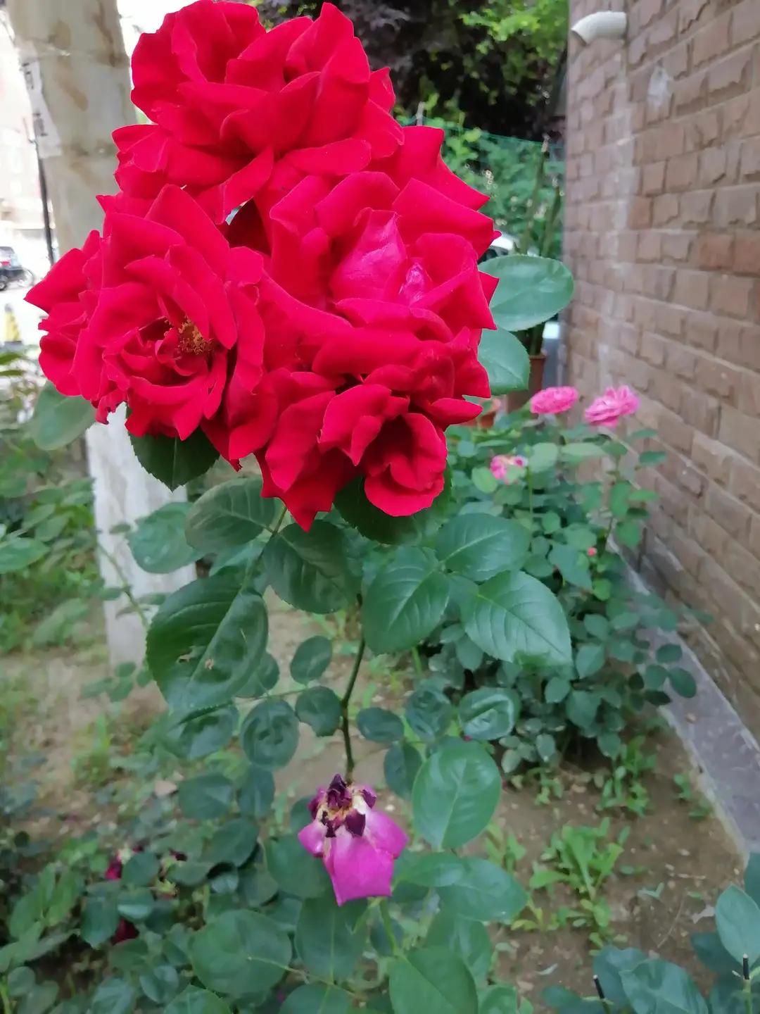 Ten Same Poets 1 Original Rose Flower Changmeiting - iNEWS