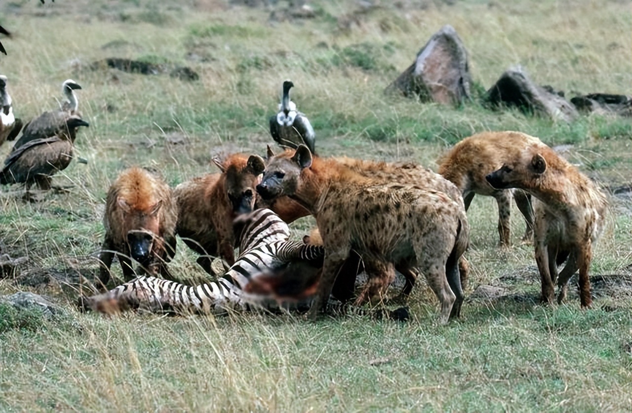 Can a lion really accurately find the hyena "queen" from the hyena ...