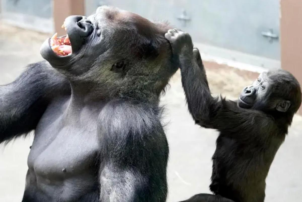 Why Do People Cut Their Hair But Gorillas Don T What Is The Maximum
