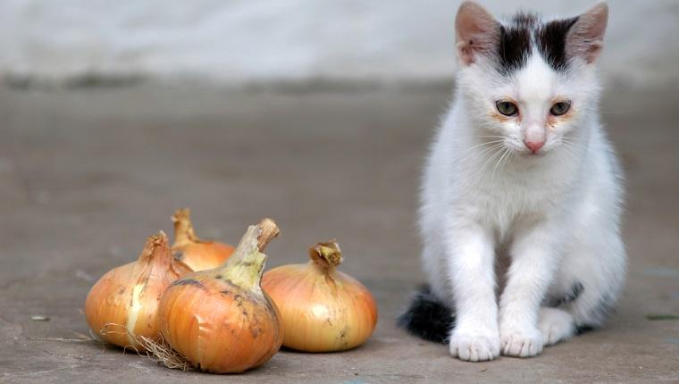The "food list" that cats can't eat, the owner remembers to avoid! - iNEWS