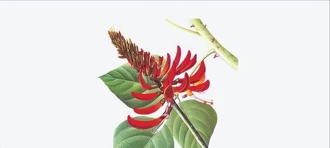 The world's three most cruel plants, some silently strangle the ...