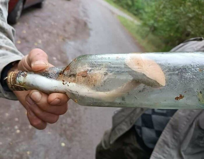 Nature is amazing! 30 Fun Mushrooms to Amaze Us! - iMedia