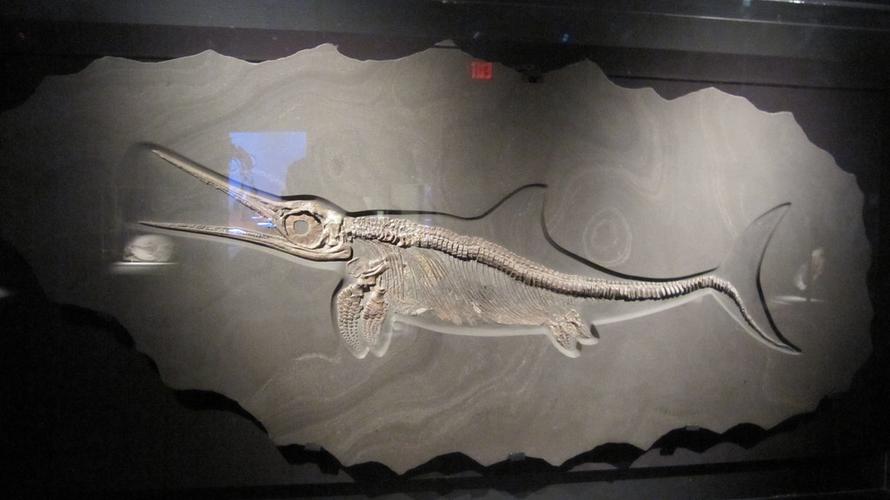 The study of paleontology is fossils, the remains of living things ...