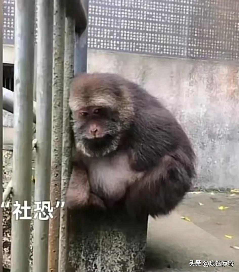 The one-armed monkey has become a mascot due to misfortune - iNEWS