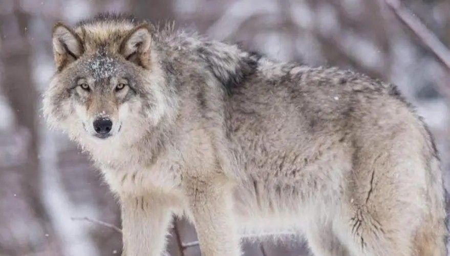 The wolf's natural enemy turned out to be a wild ass?As the king of the ...