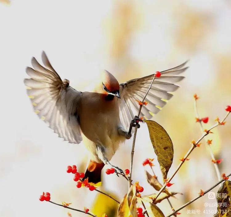 Peacebird is back - iNEWS