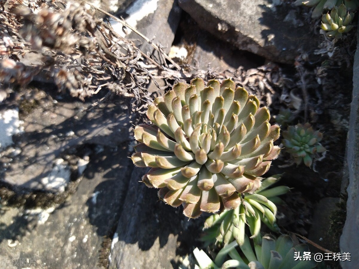 A Succulent: Vasson - iNEWS