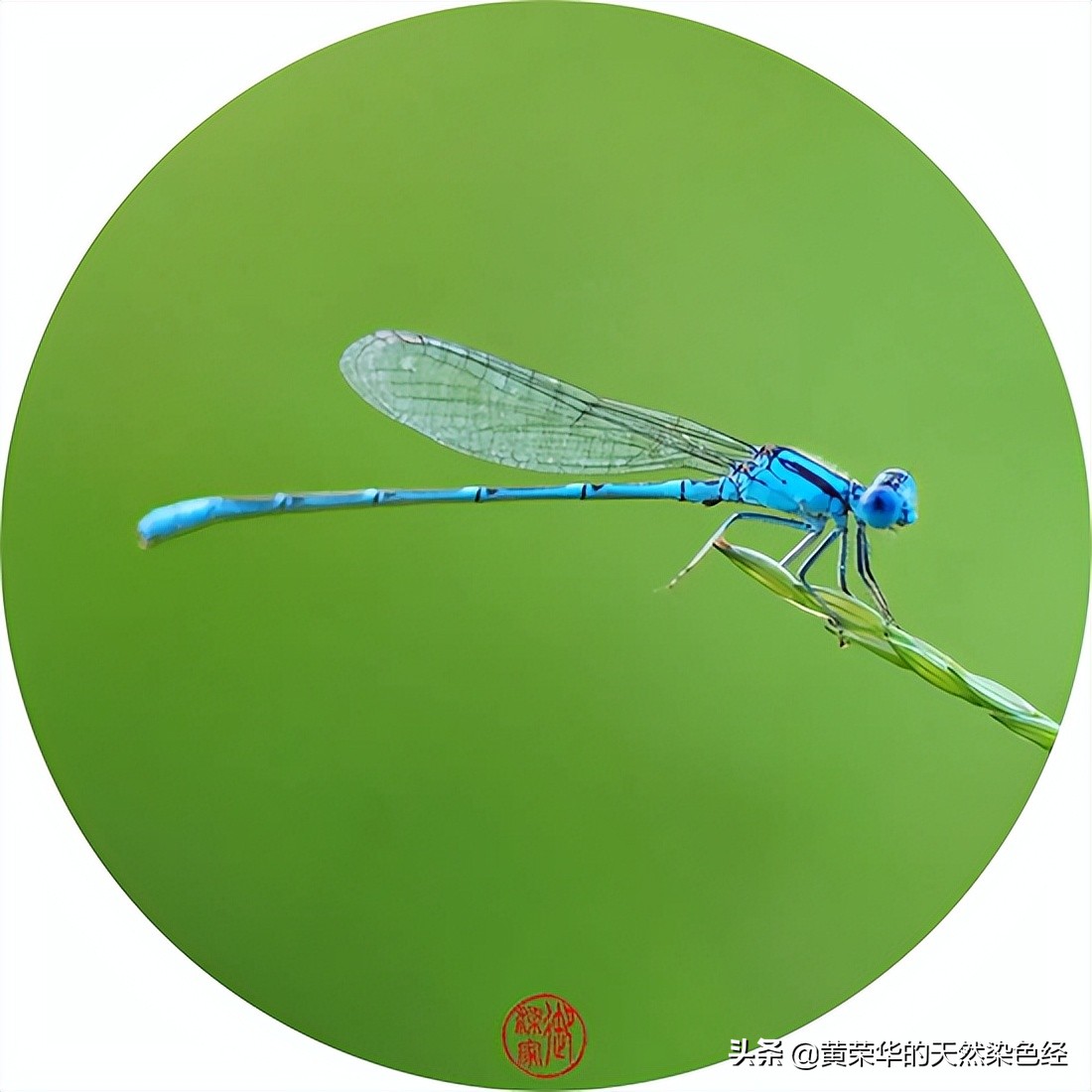 Chinese traditional color: dragonfly blue - iNEWS