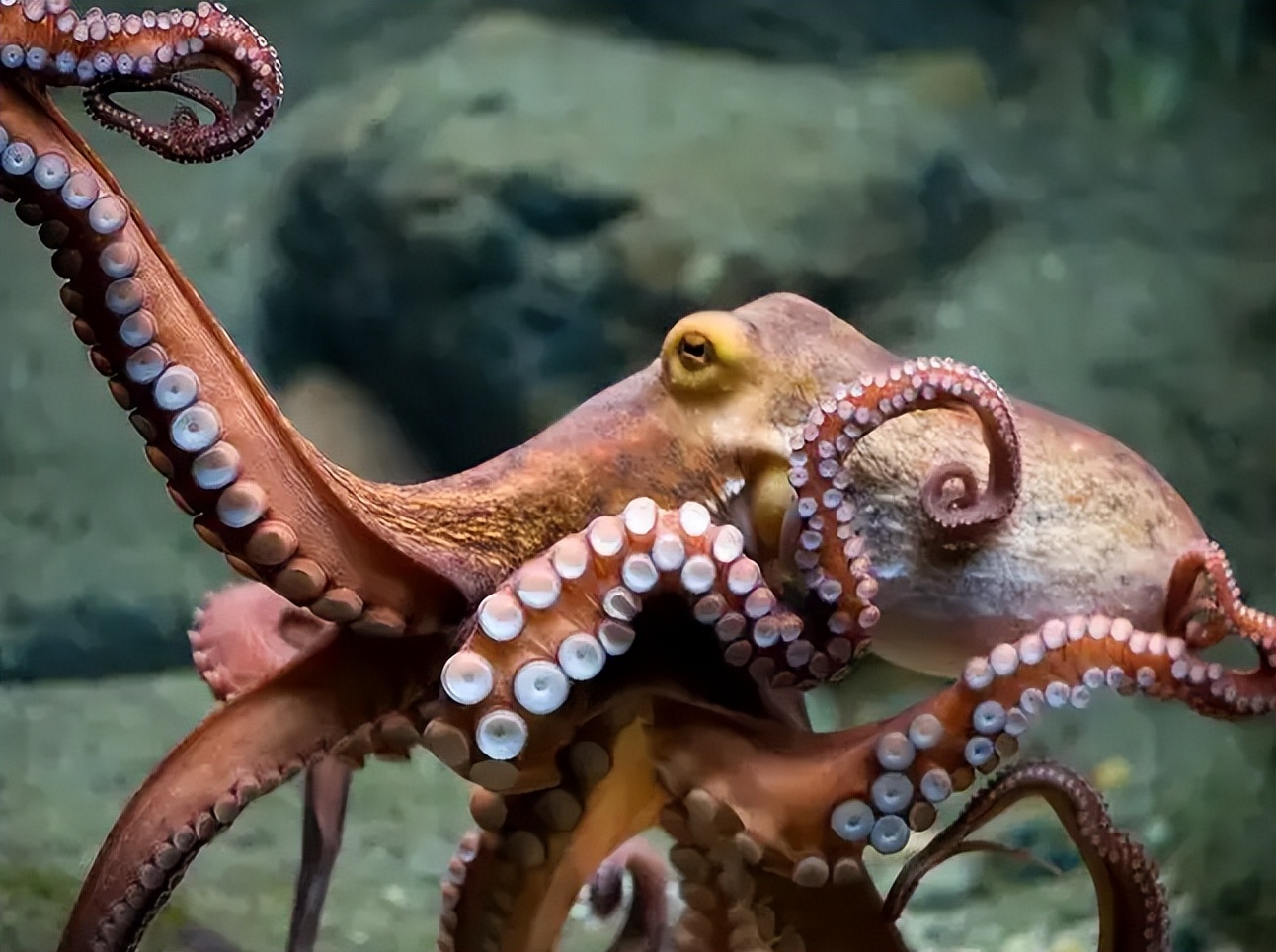 How amazing are octopuses?Smarter than humans, and even bigger than a ...