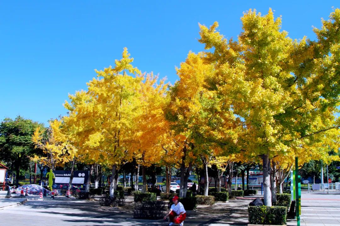 Appreciate the ginkgo again, and go to the winter together - iMedia