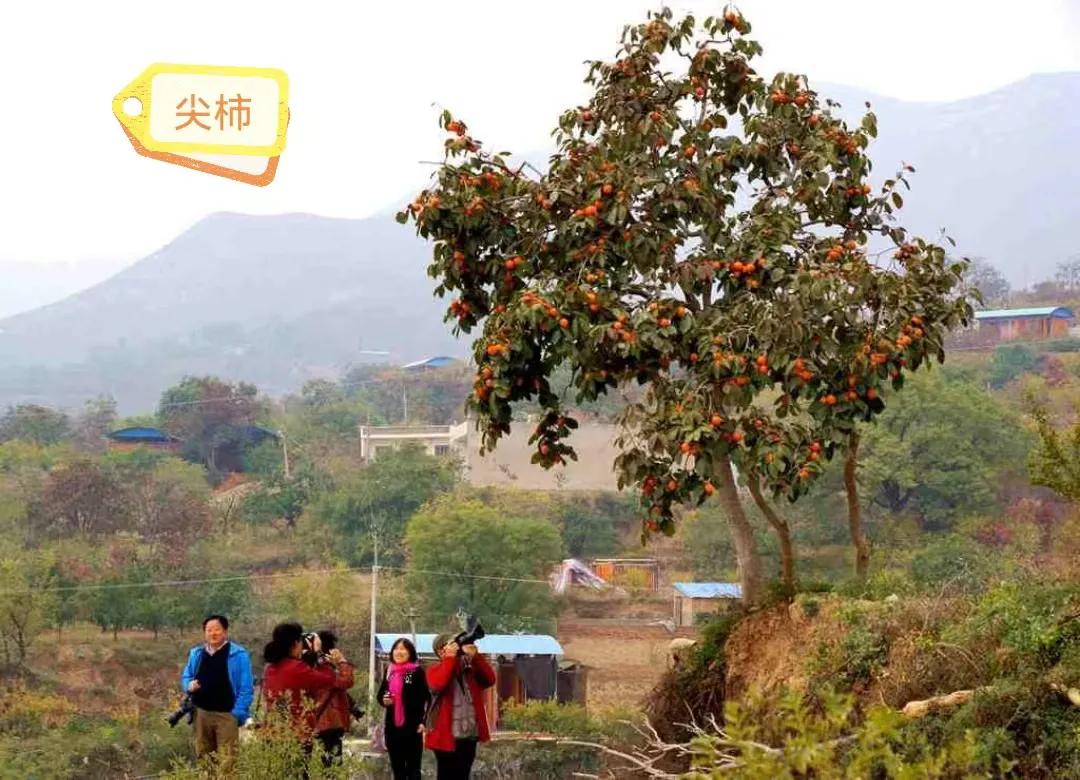 Top 10 Most Delicious Persimmons in China - iNEWS