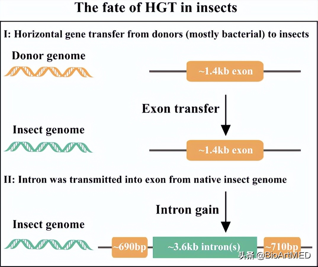 Horizontal gene transfer is widespread in insect genomes and enhances ...