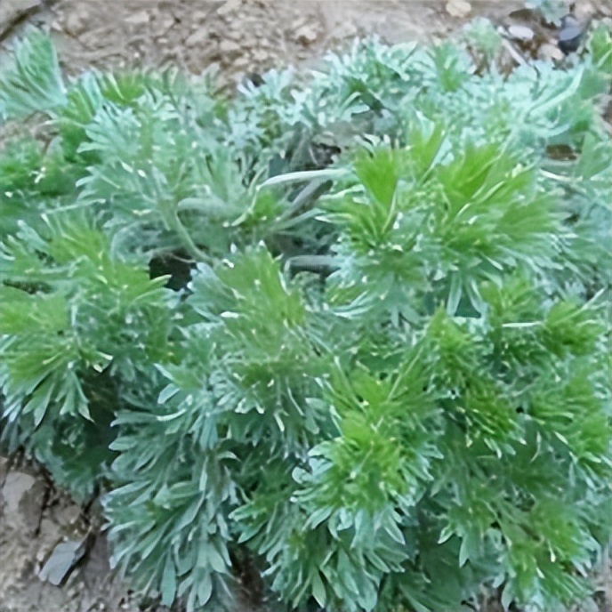 Stomach fire and liver fire, I send you a prescription to extinguish ...