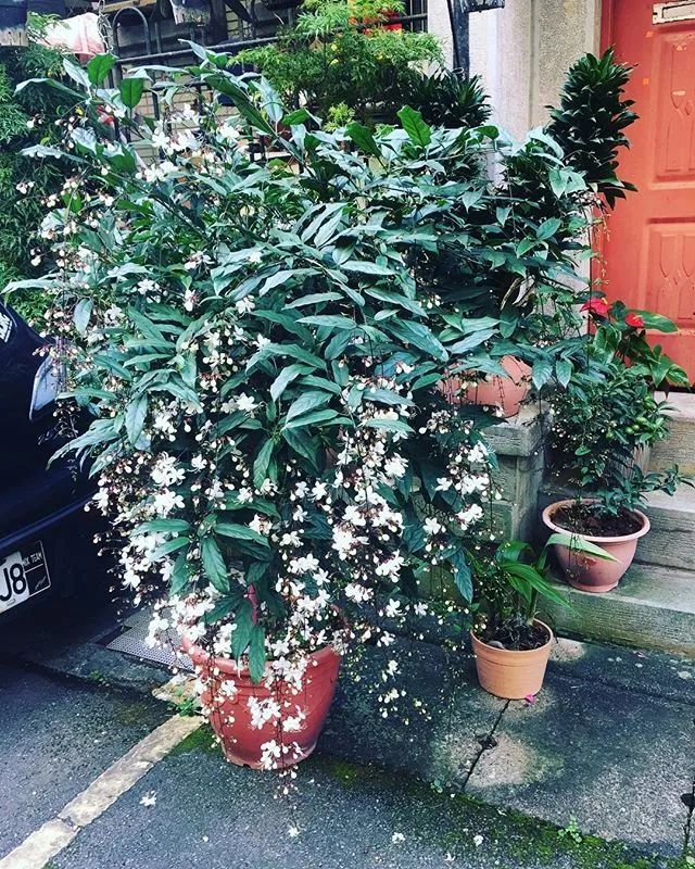 Weeping jasmine, which is especially popular around the Spring Festival ...