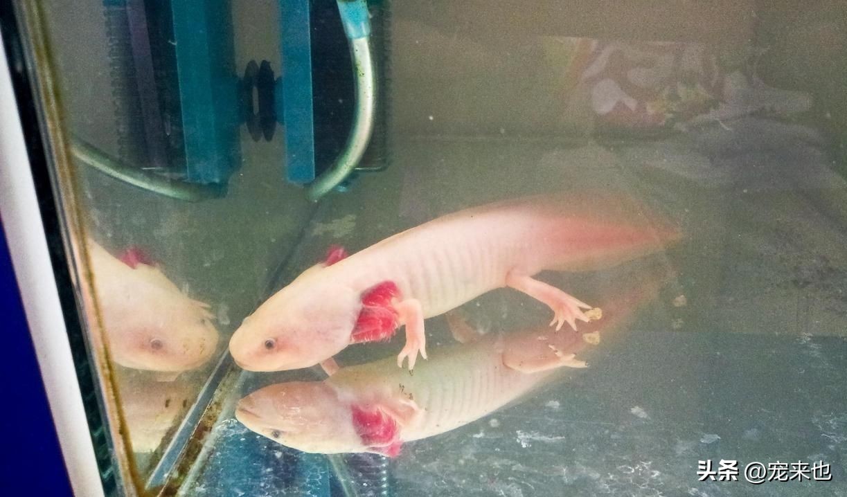 The correct feeding method of hexagonal dragon fish - iNEWS