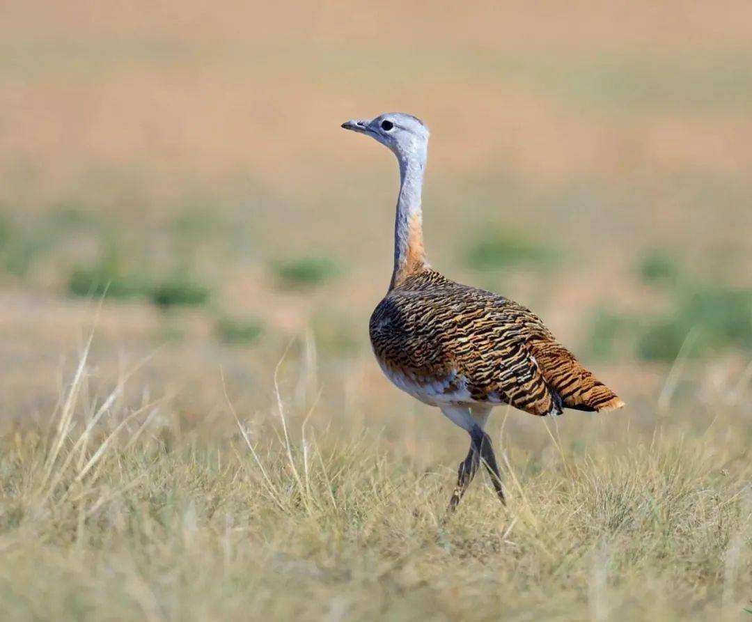 Great bustard - the heaviest flying bird - iNEWS