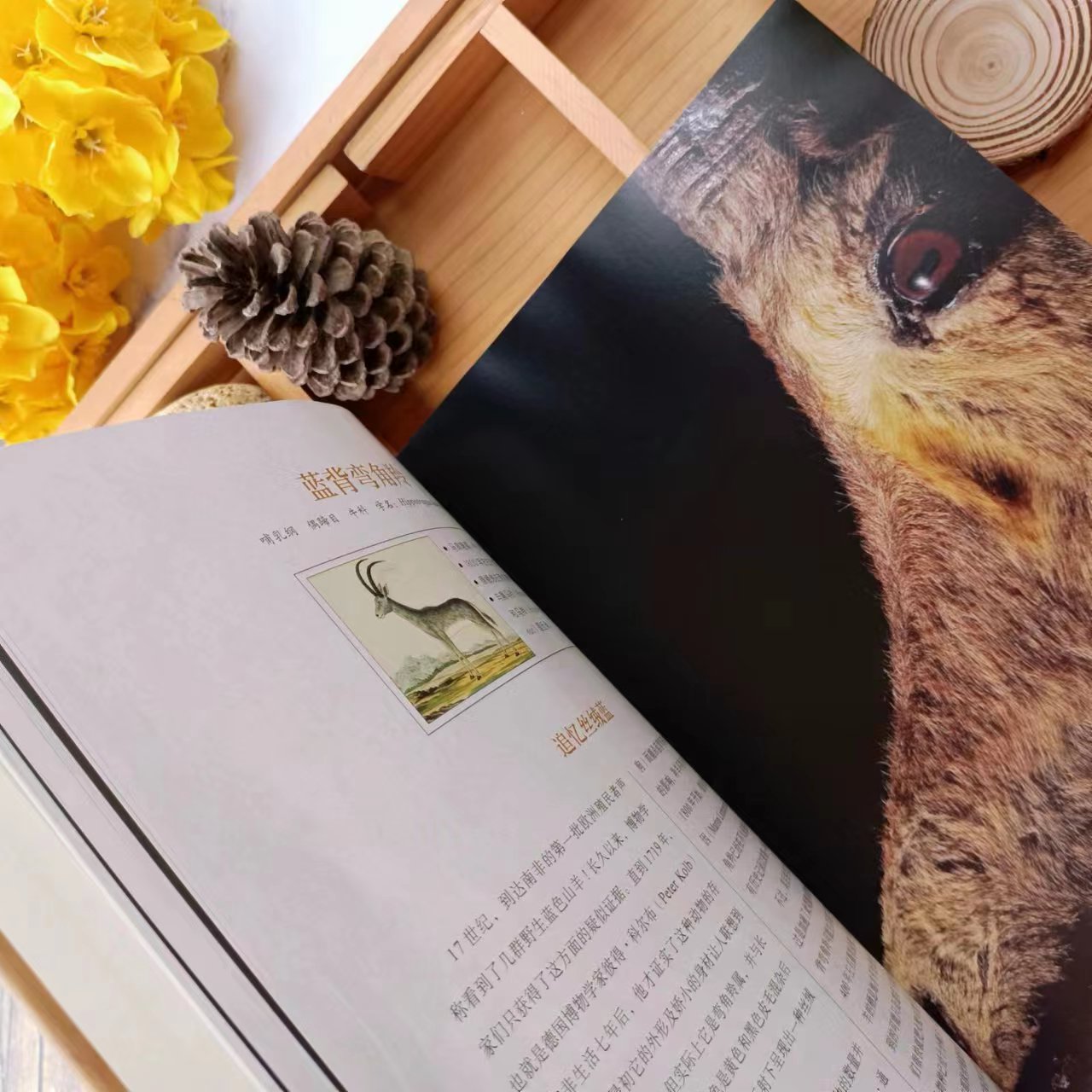 "Illustrated Book of Disappearing Animals" 69 species of extinct ...