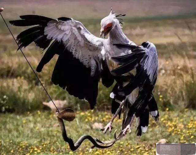 The snake vulture is known as the natural enemy of African poisonous ...