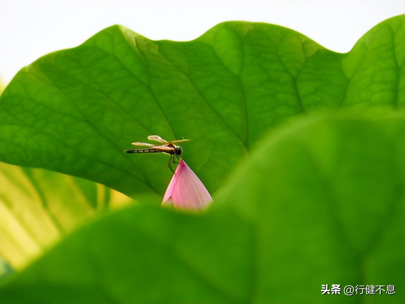 A little coolness is not the wind: a small poem by Yang Wanli, let us experience the fun of ...