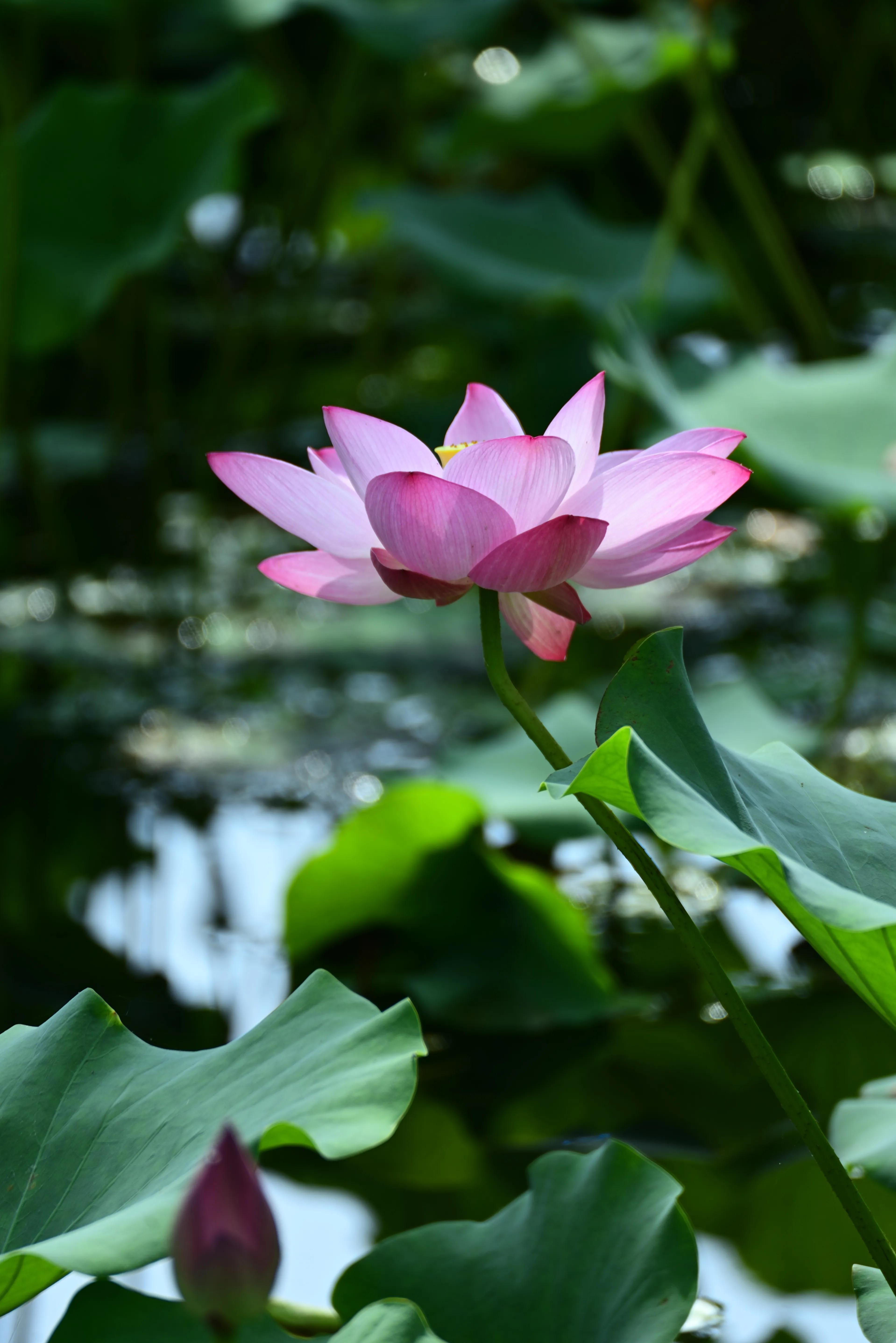 Burning lotus flowers emerge from the water (No. 119) - iNEWS