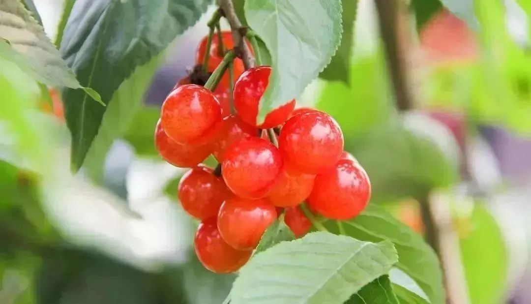 The cherries around the 1H drive will only be next year if you don't ...