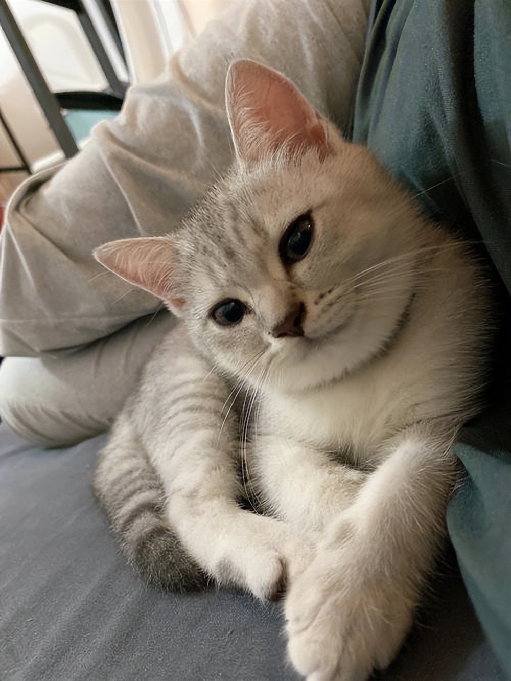 These 7 behaviors of a cat prove that it regards you as a "cat mother ...