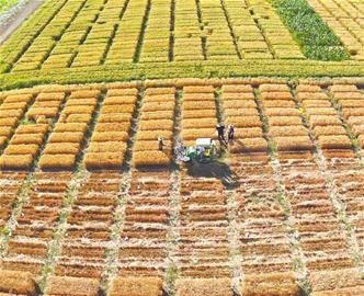 Harvest Code in the Golden Wave of Wheat - iNEWS