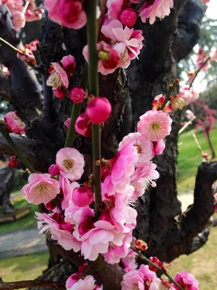 The Four Gentlemen of Plum, Orchid, Bamboo and Chrysanthemum (Plum) - iNEWS